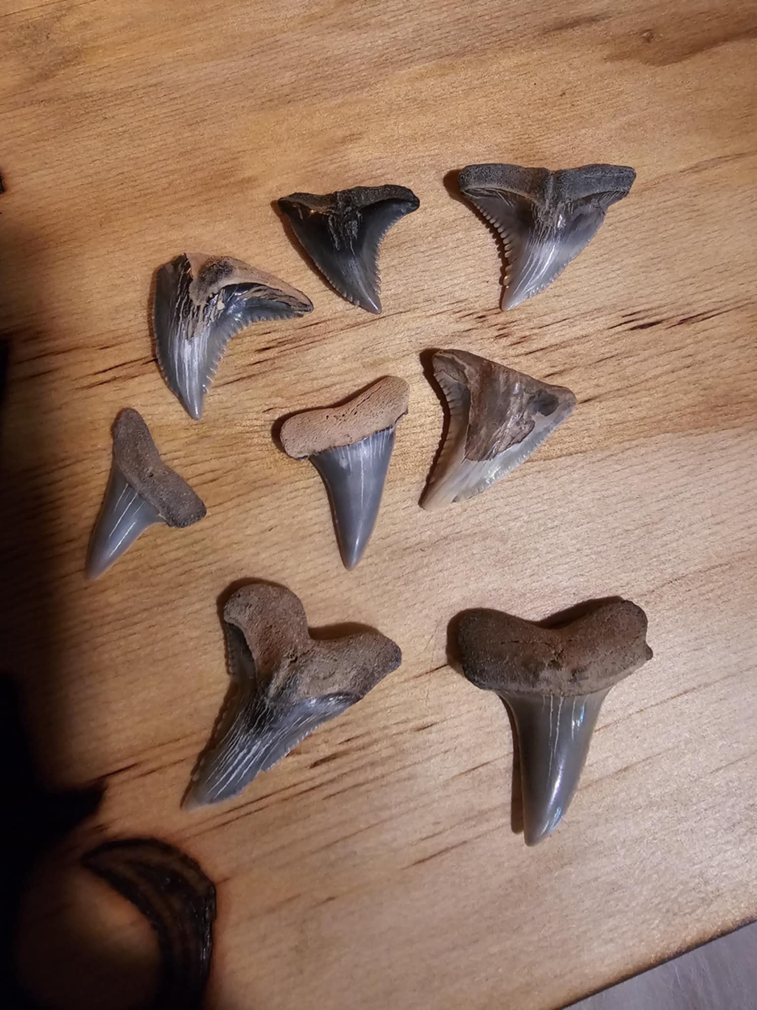 Shark Tooth | Dragonfly Creations Spiritual & Conjure